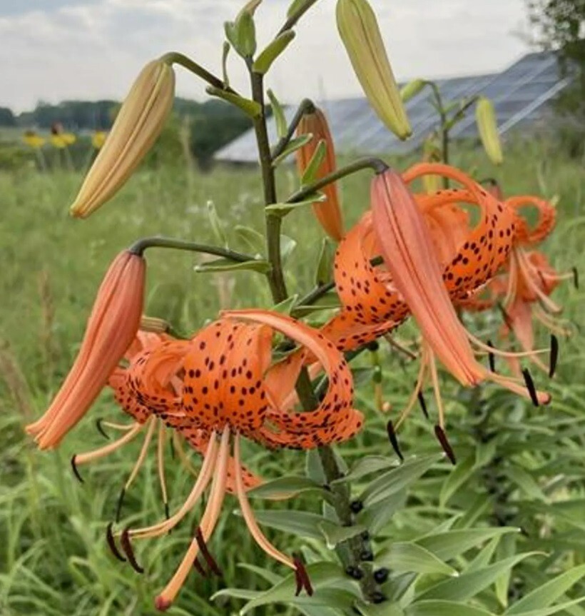 TIGER LILY~FLOWER BULBS~LILIUM LANCIFOLIUM~3-5 FT. TALL PERENNIAL ...