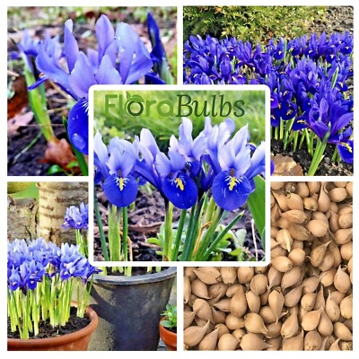 25 DWARF IRIS BULBS 'RETICULATA' SPRING FLOWERING GARDEN BULBS PLANTS ...