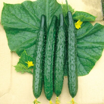 2gram/50pcs+ Spiky Cucumber Seeds, Long Burpless Hybrid Cucumber Seeds ...