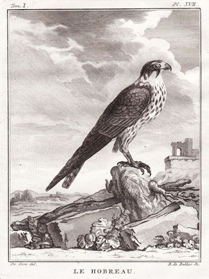 Falcon Bird of Prey Bird Copper Engraving Buffon 1780 | eBay