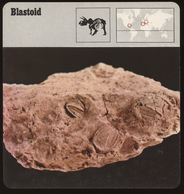 Blastoid Safari Cards Rencontre Prehistoric Life | eBay