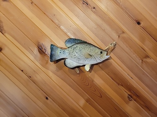 Casey Edwards Wood Carving Crappie Trophy Fish Taxidermy Mount Panfish ...