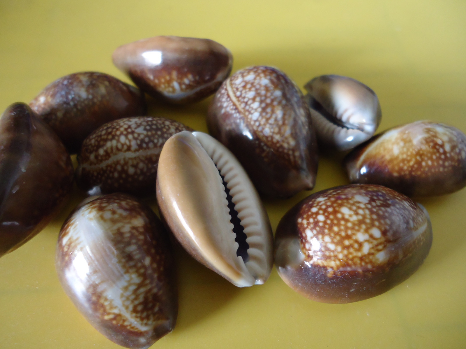 10x Natural Sea Shell DARK BROWN Polished Cowry Cowrie 25-30mm No Hole ...