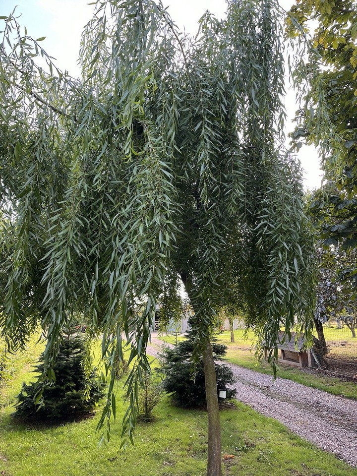 Mature 4m Tall Weeping Willow Tree. | eBay UK