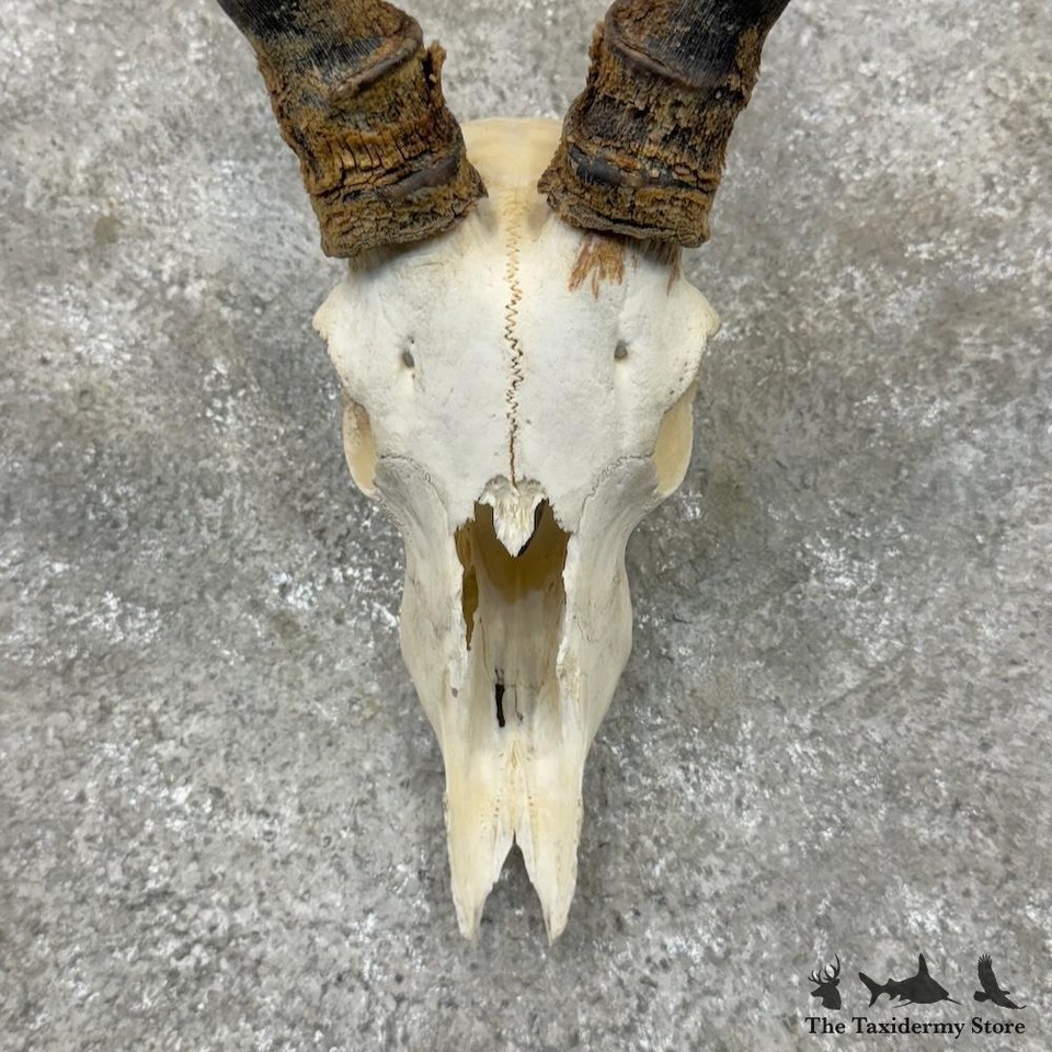 #29824 N | Impala Skull & Horns European Taxidermy Mount For Sale | eBay