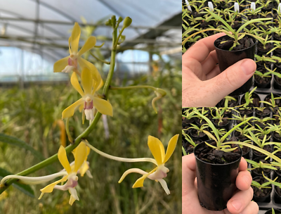 RON Orchid Vanda V. Lucknow (V. falcata x V. testacea) 50mm Pot PRIMARY ...