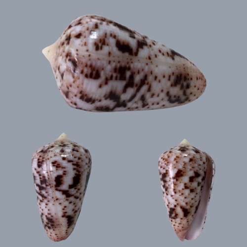 Conus zeylanicus, Madras, India, 52,2 mm, LOVELY COLOURS, SELECTED | eBay