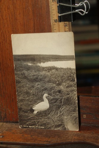 Antique Postcard Wild Brant at Home | eBay