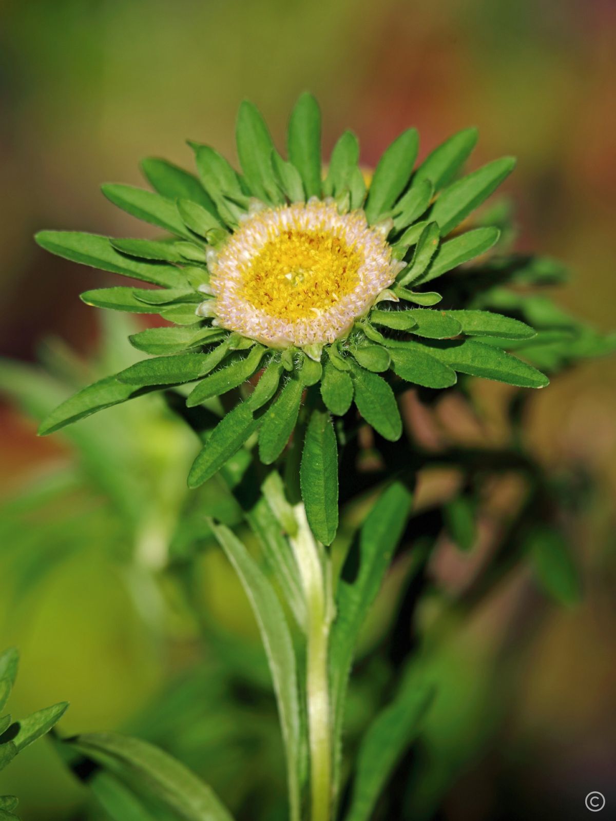 Aster- Hulk, 25 seeds | TSC: Heirloom & OP seeds, non-GMO, Untreated ...