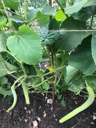 Long Pakistani Tar, (Cucumber Armenian) 15 Seeds | eBay UK