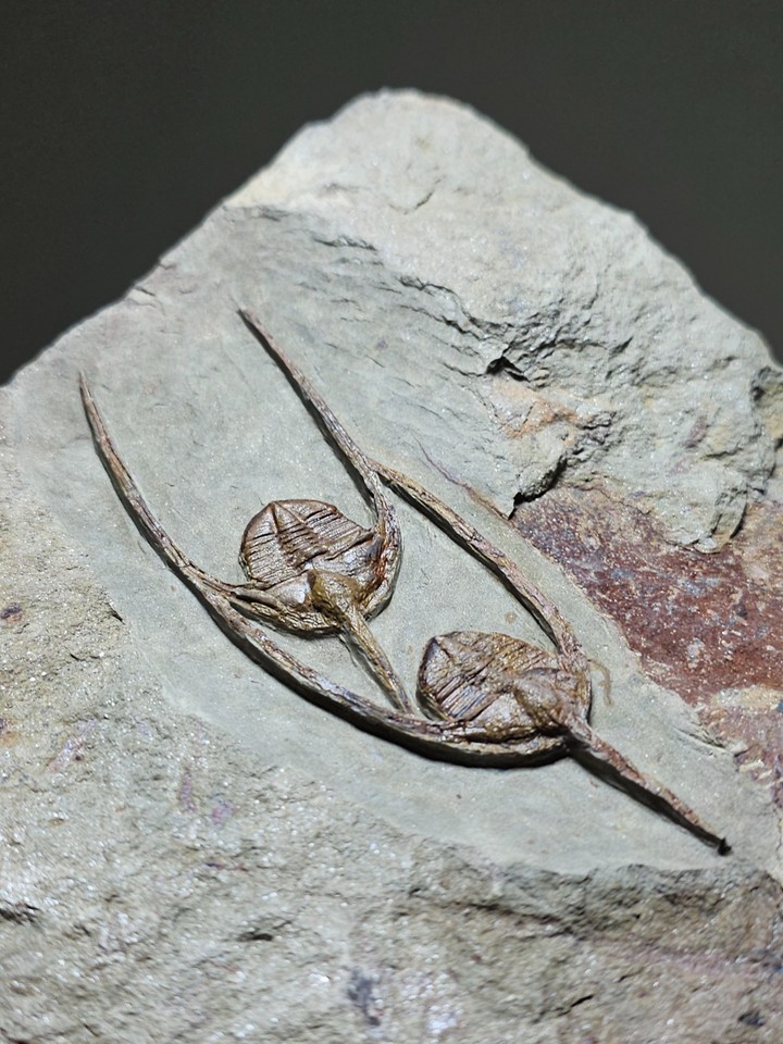 Fossil trilobites SPECIES Lonchodomas (Ampyx) sp. from Ordovician ...