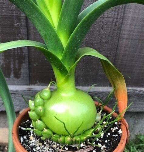 Succulent Albuca Bract. Pregnant Onion 1 Rooted 3”W X 12”L Medicinal ...