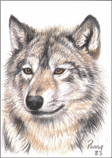 Grey Wolf Drawing