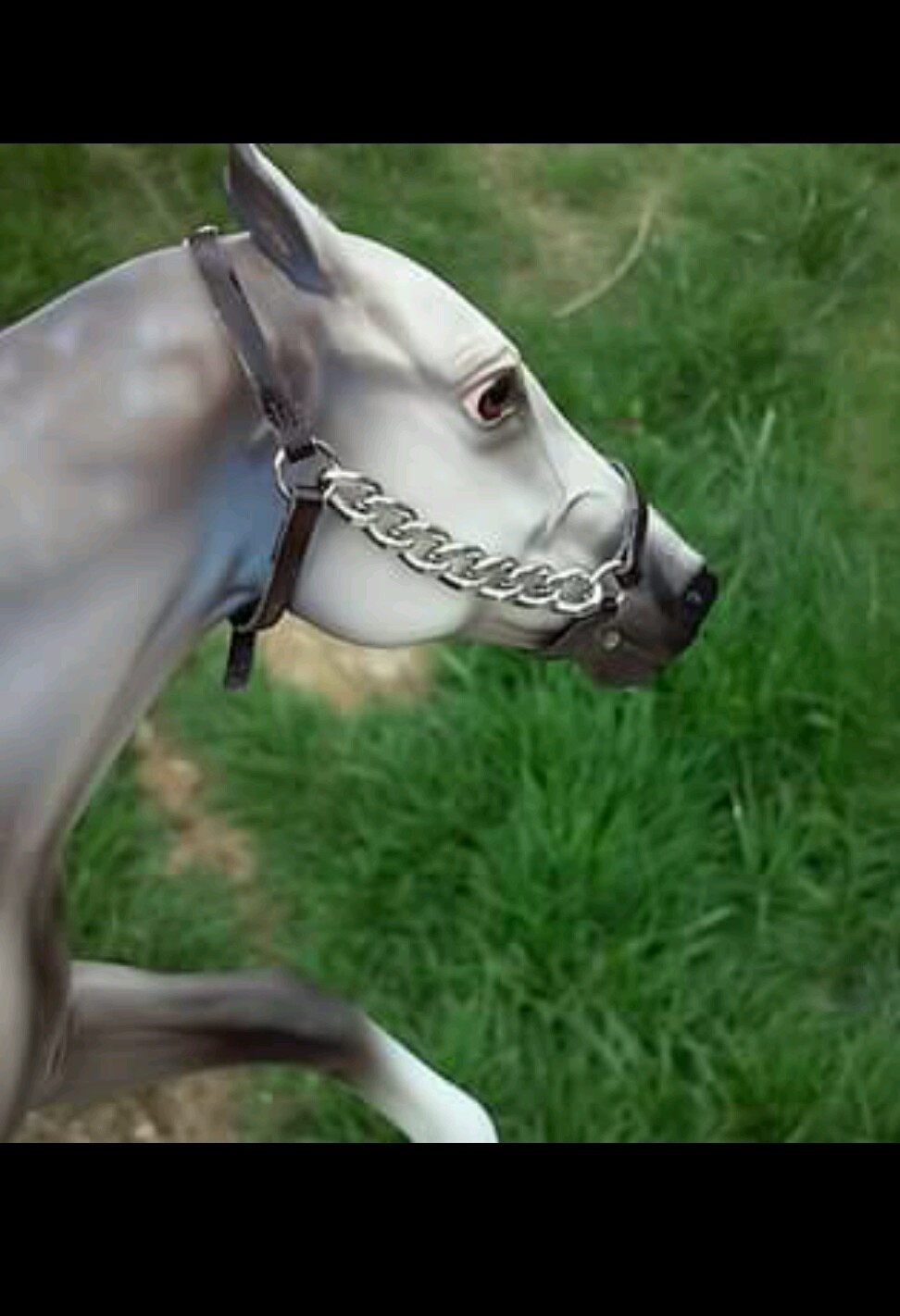 Breyer horse custom three chain halters for Club Model | eBay