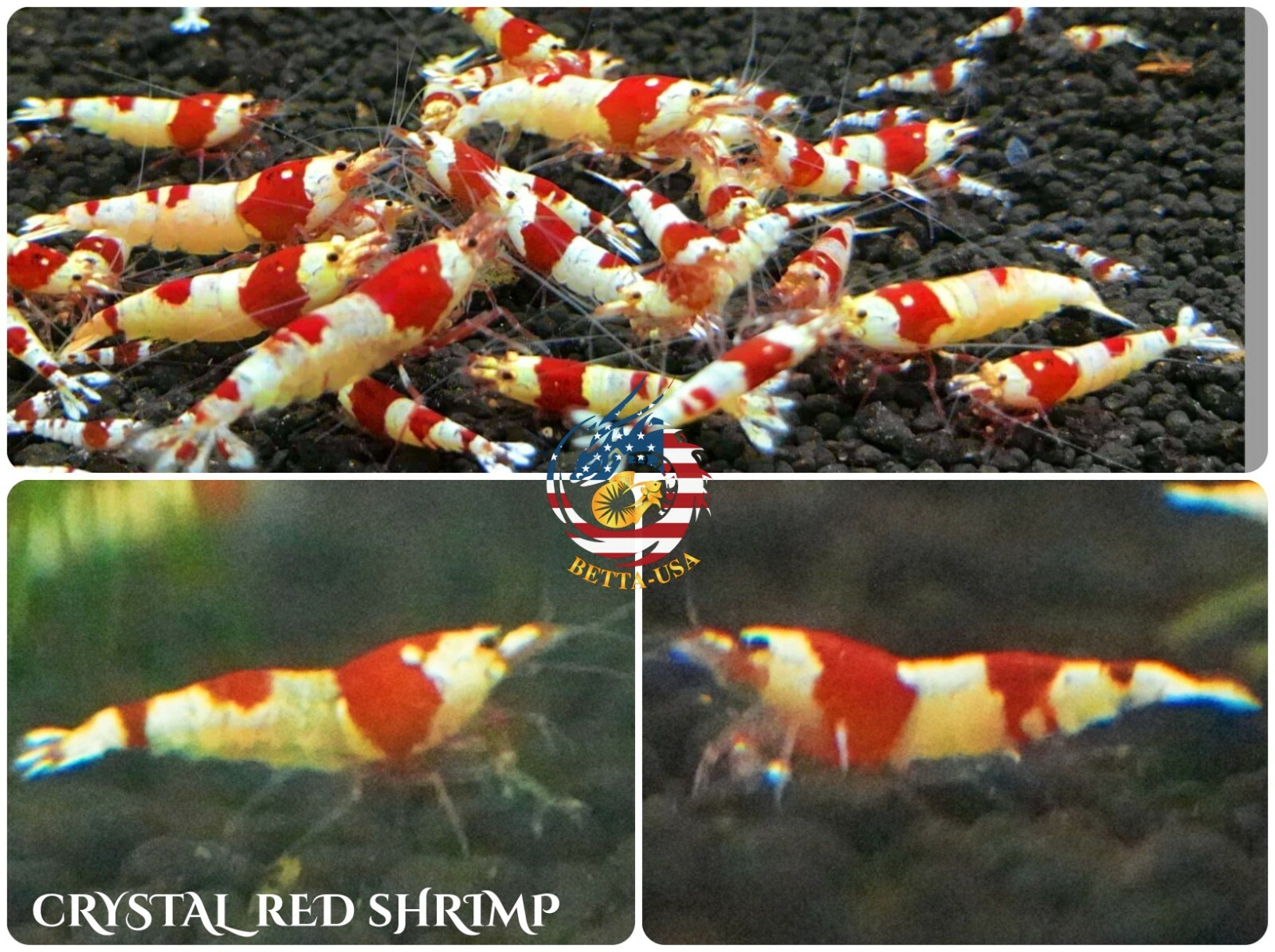 10+1 Crystal Red Shrimp CRS (Mixed Grade S-SSS) - Live Guarantee - USA ...