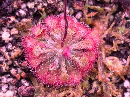 Live Drosera Spatulata Sundew Carnivorous Fungus Gnat Eating Perennial ...