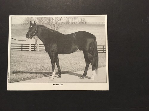 STORM CAT Photo Horse Racing CHAMPION SIRE | eBay