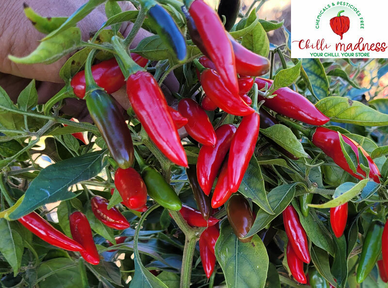 Chilli Cayennetta Sweet Robust Flavoured Pepper Sustainably Grown in OZ ...
