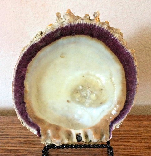 Vintage Purple Oyster Shell Large 5” X 5.5” Natural Seashell Dry Sea ...