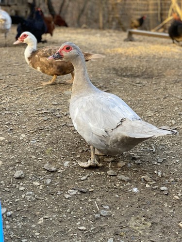 12+ RARE Muscovy Duck Hatching Eggs **NPIP** | eBay