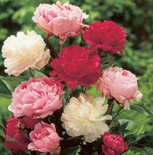 1,500+ Seeds Mixed Colors Double Peony Poppy Seeds - Gorgeous Ruffled ...