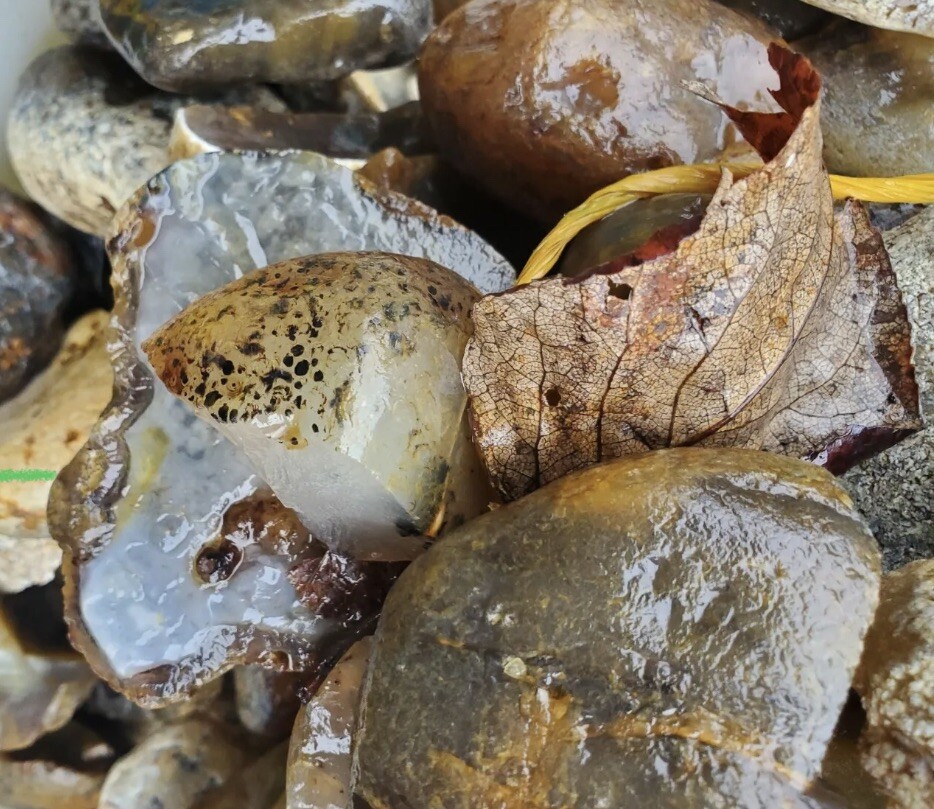 montana moss agate rough | eBay