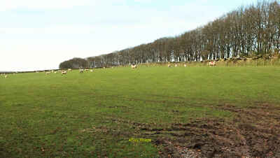 Photo 6x4 Sheep by Eastcott Lane Withiel Florey Looking left from ...
