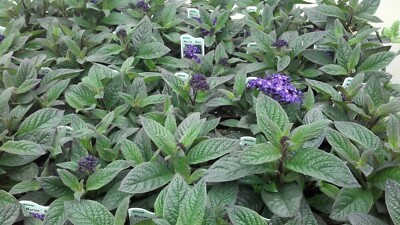 200 Seeds Heliotrope Marino Blue Marine Blue (Vanilla Scent Flower) | eBay