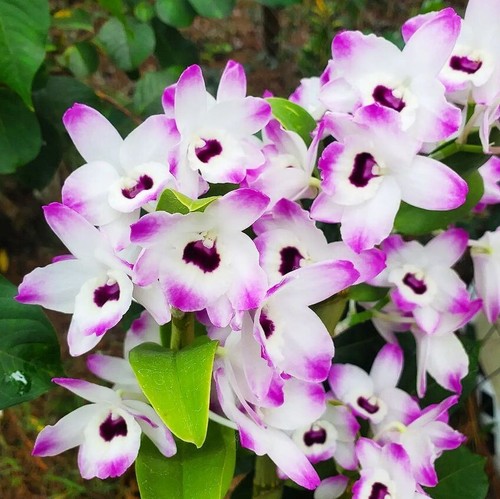FRAGRANT ~ Dendrobium Nobile Type Orchid ~ Love Memory 'Fizz' ~ Bloom ...