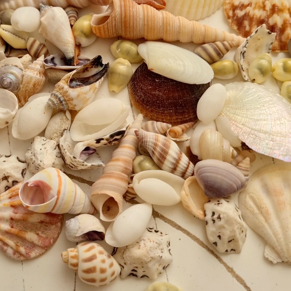 Craft Shells Natural Beach Mixed Seashells Indian Table Wedding ...