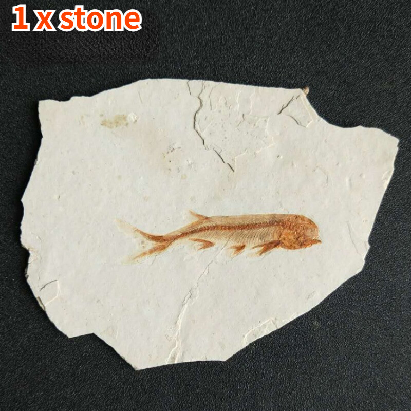 1PC Real Fish Fossil From Western Liaoning China 150 Million Years Ago ...