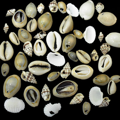 Natural Sea Shell Beads Kaudi Shell Kawdi Beads Craft and Jewelry ...