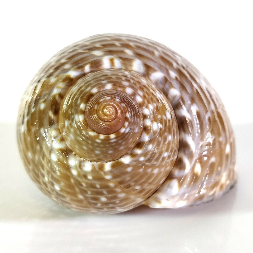 Large Tonna Perdix 12-14cm Pacific Partridge Tun seashell | eBay UK