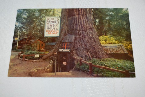 World Famous Tree House Redwood Highway Postcard Mike Roberts C571 | eBay