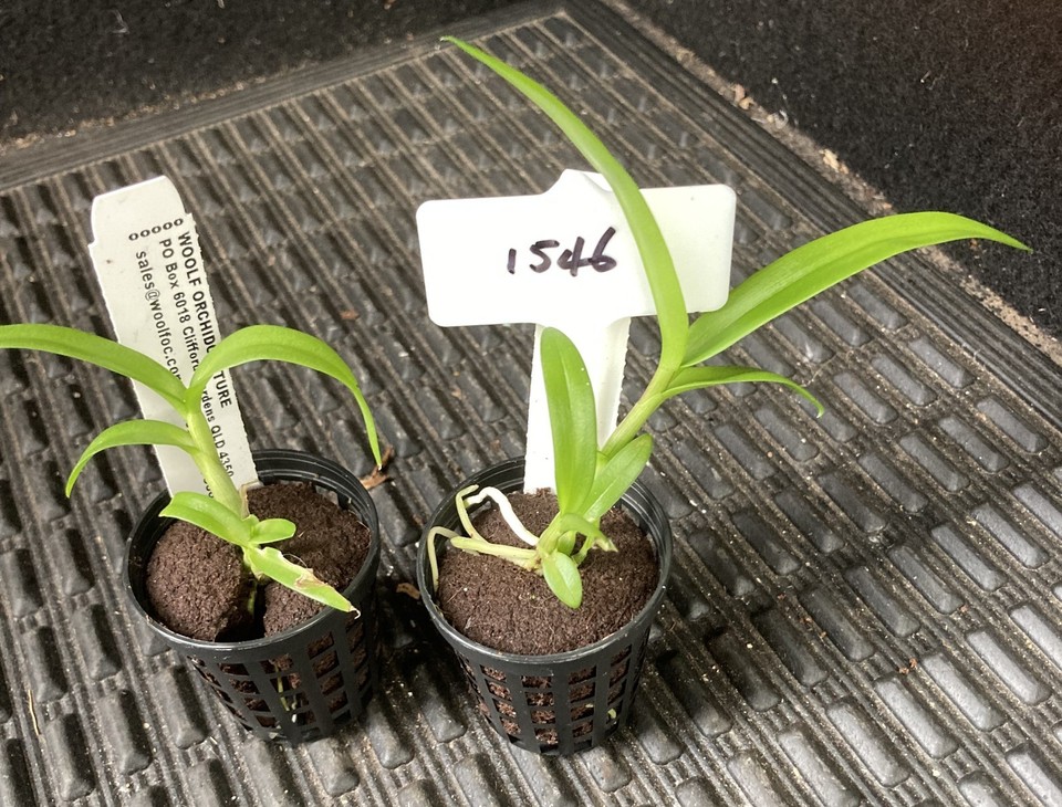 Orchid plant 1546. Epidendrum cristatum 2 nice seedling of this rare ...