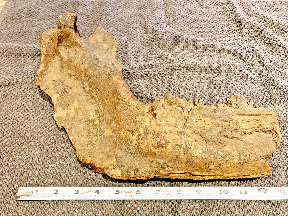 Titanothere (Brontothere) Lower Jaw Section, Eocene Age | eBay