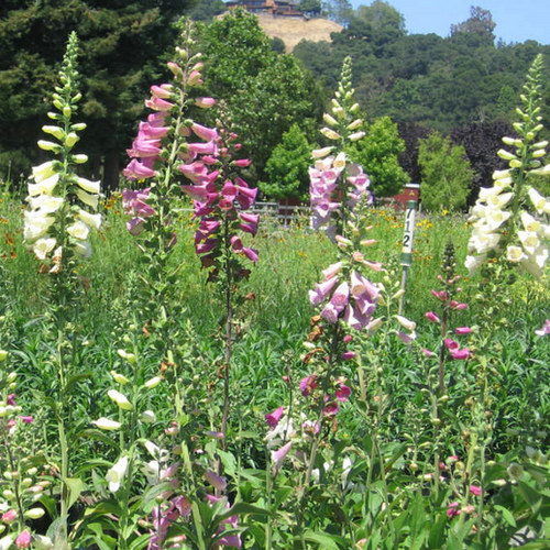Foxy Mix Foxglove Seeds | Non-GMO | Free Shipping | Seed Store | 1245 ...