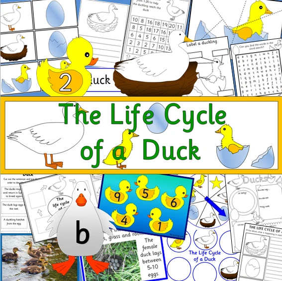 Duck Life Cycle Printable