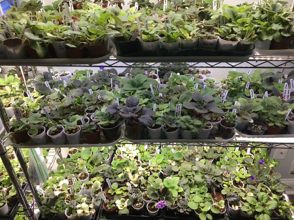 African Violet Plant- "King's Ransom" (standard) | eBay