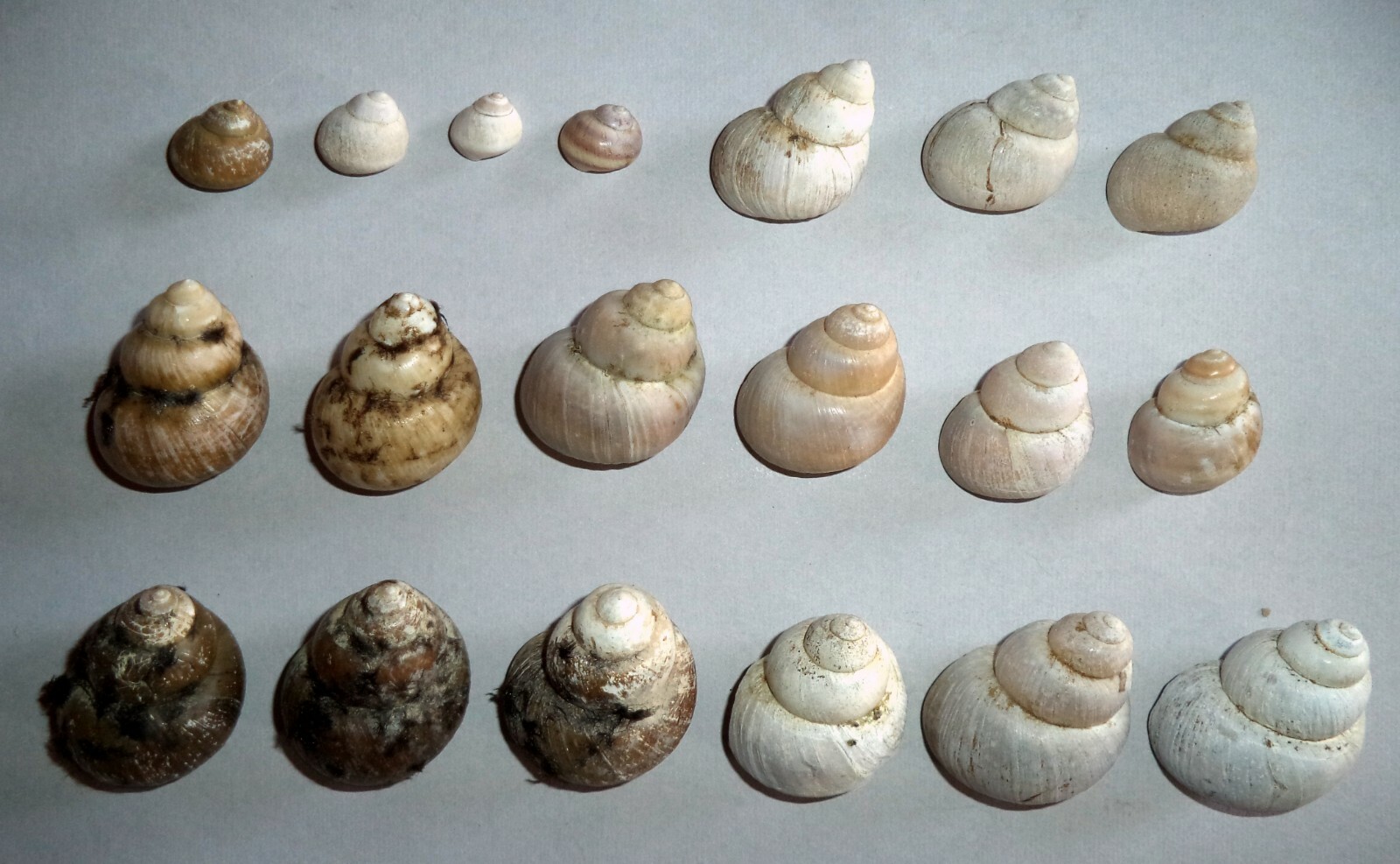 Endemic snails from Scutari Lake in Albania. Valvatidae Valvata ...