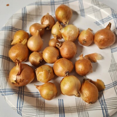 Sweet Onion Bulbs Spring 2025 Planting 20 Texas Sweet Onion Bulbs | eBay