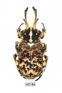 Vietnam Unique Collection | eBay Stores