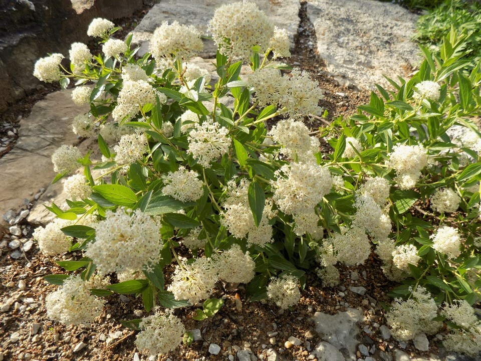 redroot, prairie redroot (Ceanothus herbaceous (syn C. ovatus)—100 ...