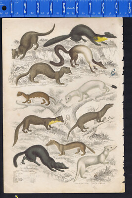 Mustela, Weasels, Ermine, Sable, Polecat, Vison - 1835 Cuvier | eBay