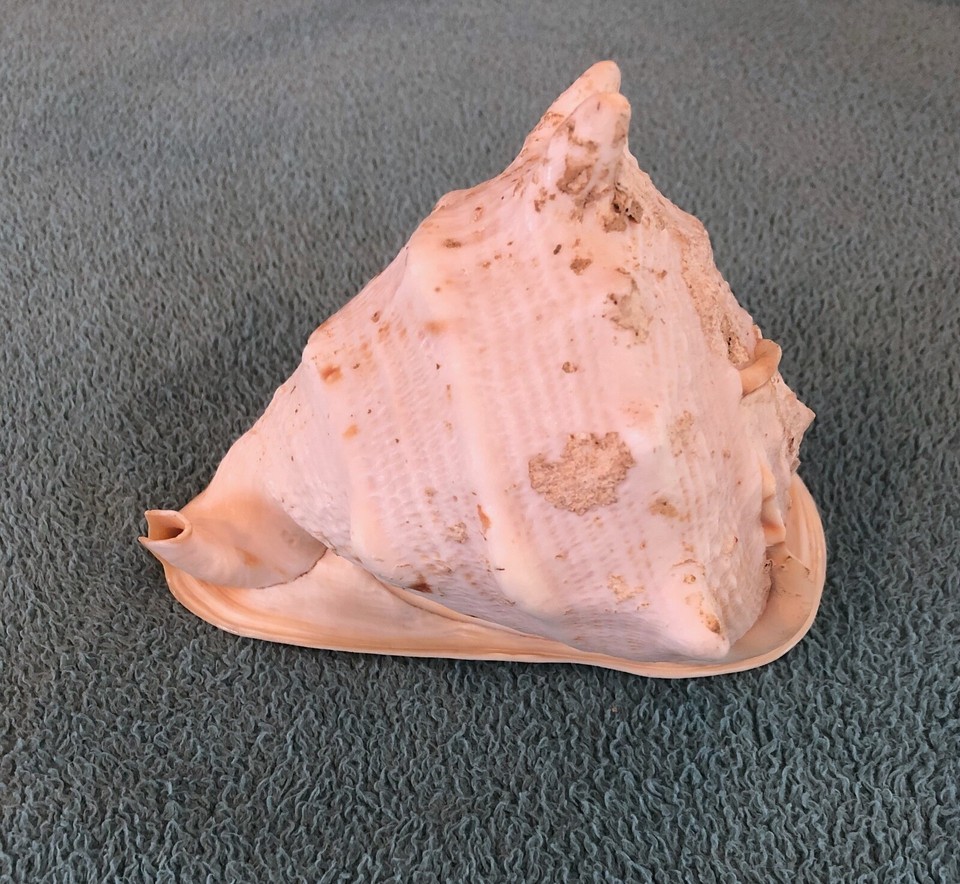 Horned Helmet Shell (Cassis cornuta) — Great Collector Seashell/Decor ...