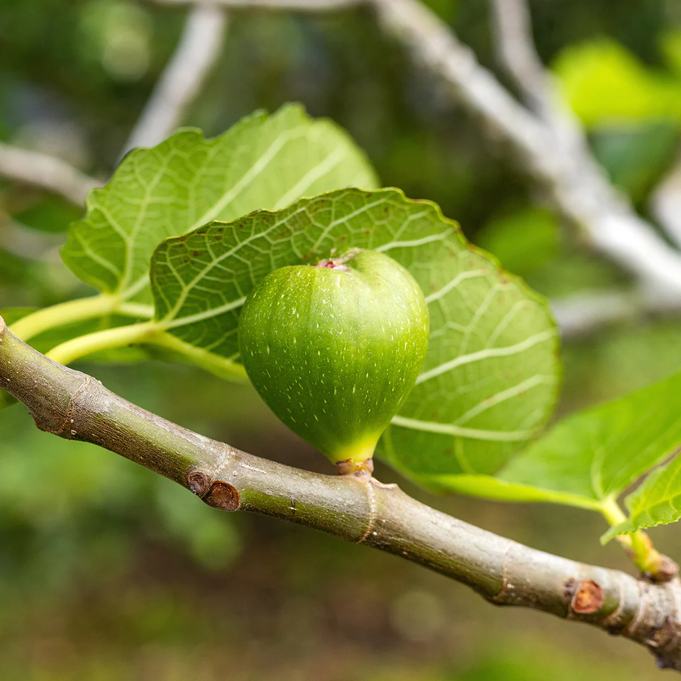 5 Lattarula / Italian Honey Fig Tree - Ficus carica - Starter Plug | eBay