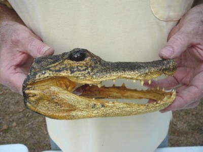 (G-Def-113) 6-1/8" Deformed Gator ALLIGATOR Aligator HEAD teeth ...