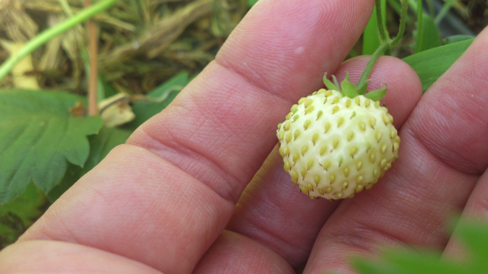 White Alpine Strawberry Fragaria Vesca X 50 Seeds Ever bearing White Alpine Strawberry Fragaria Vesca X 50 Seeds Ever bearing