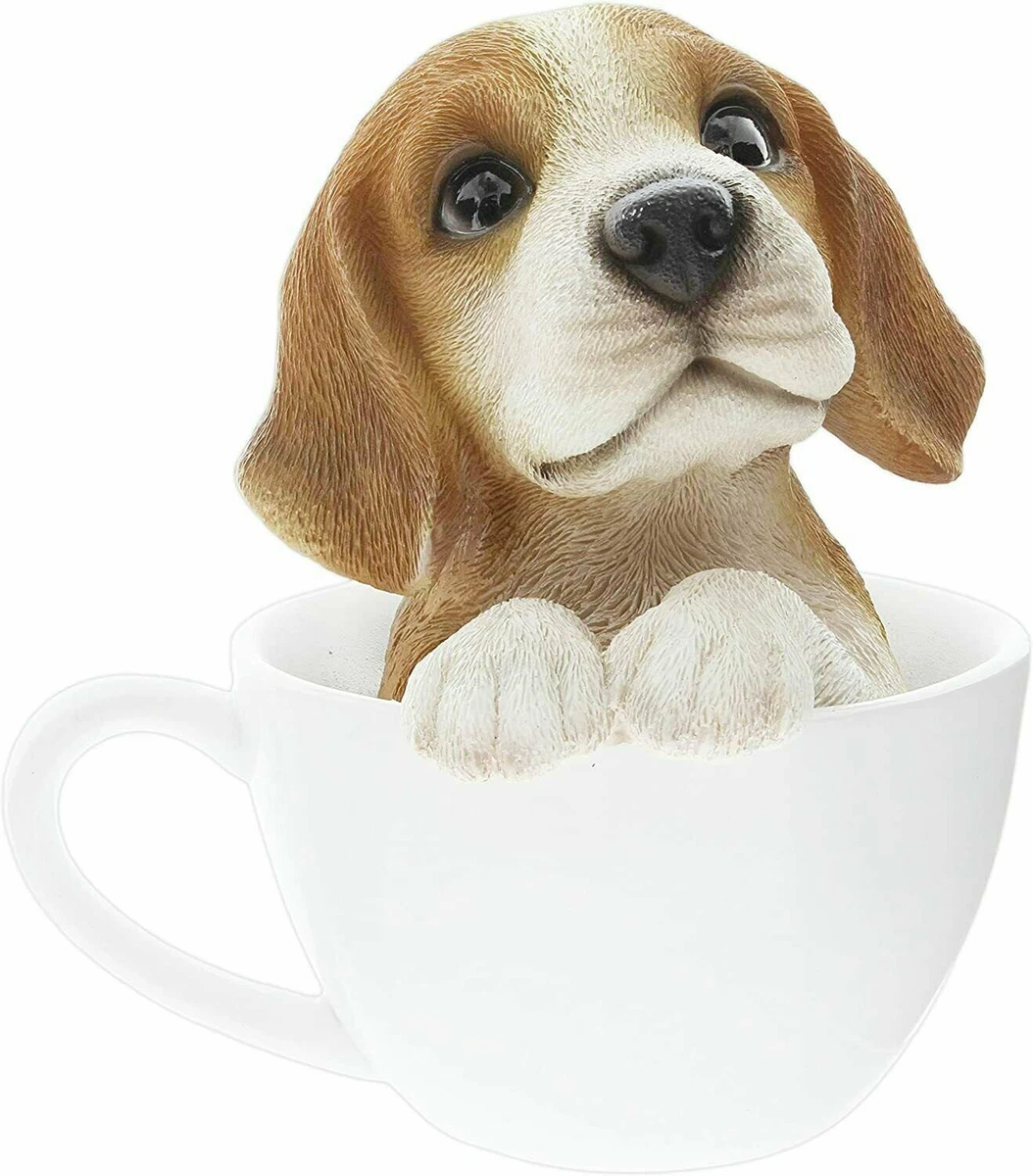 Teacup Beagle Puppies