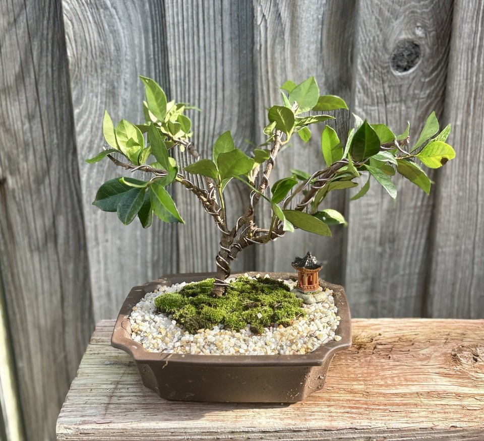 STAR JASMINE BONSAI TREE- FREE SHIPPING! | eBay